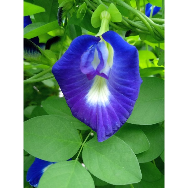 Jual Tanaman Bunga Telang Biru | Shopee Indonesia