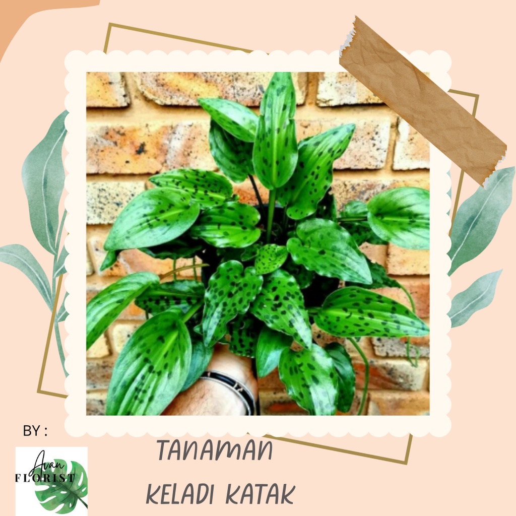 Jual Tanaman Bunga Drimiopsis Maculata Tanaman Bunga Keladi Katak ...