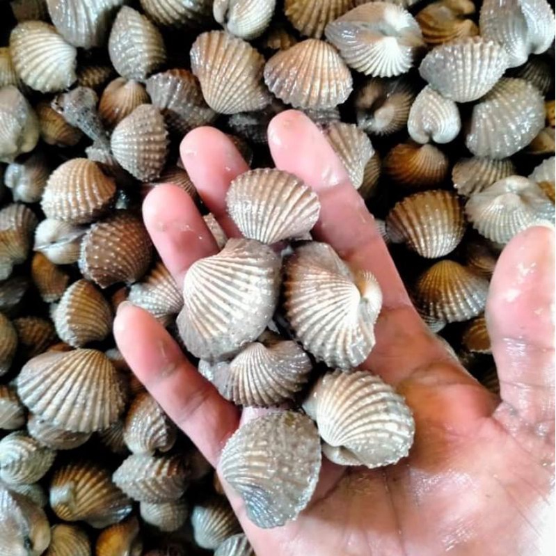 Jual Kerang Dara Segar 1 Kg | Shopee Indonesia