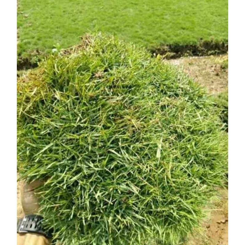 Jual rumput jepang // rumput peking jepang | Shopee Indonesia