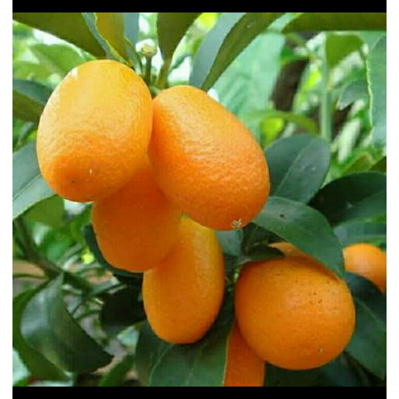 Jual Bibit Tanaman Buah Jeruk Nagami Bibit Jeruk Nagami Langsung ...