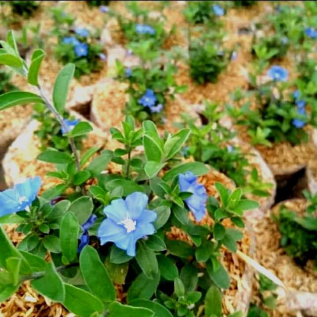 Jual Tanaman Hias Baby Blue - Tanaman Blue Eyes | Shopee Indonesia