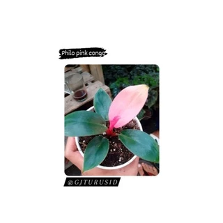 Produk turusid | Shopee Indonesia