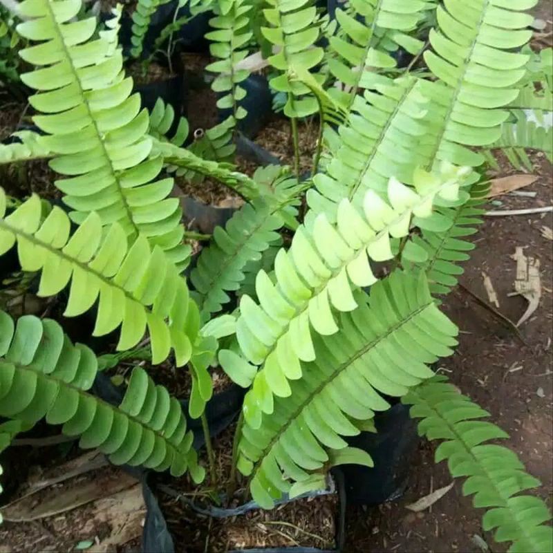 Jual TANAMAN HIAS PAKIS BOSTON | PAKIS KELABANG | Shopee Indonesia