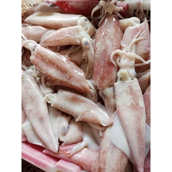 Jual CUMI BANGKA SEGAR 1KG | Shopee Indonesia