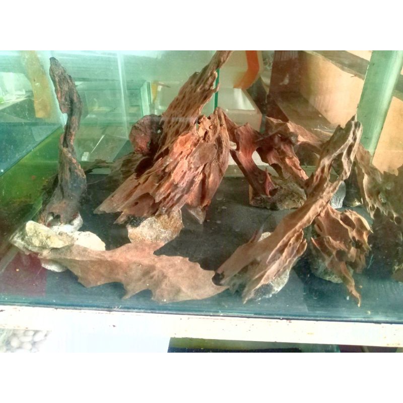 Jual kayu rentek aquascape 20x10 cm | Shopee Indonesia