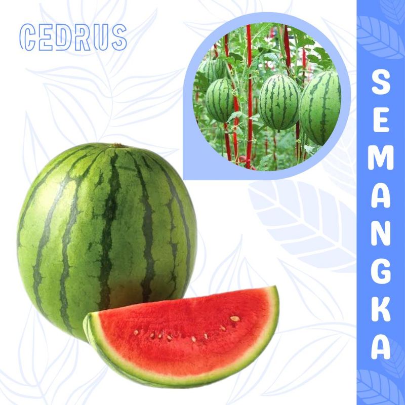 Jual Benih SEMANGKA MERAH Rembulan F1 - Biji Bibit Buah | Shopee Indonesia