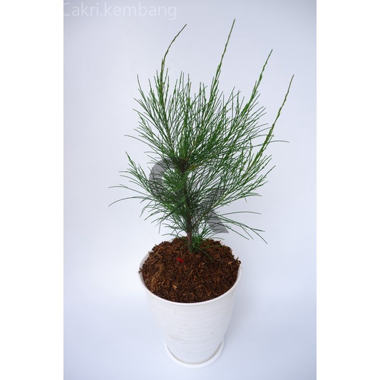 Jual Cemara udang (Casuarina Equisetifolia) BERGARANSI - Tanaman Bunga ...