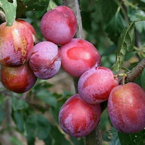 Jual Bibit plum ausie dataran rendah terlaris | Shopee Indonesia