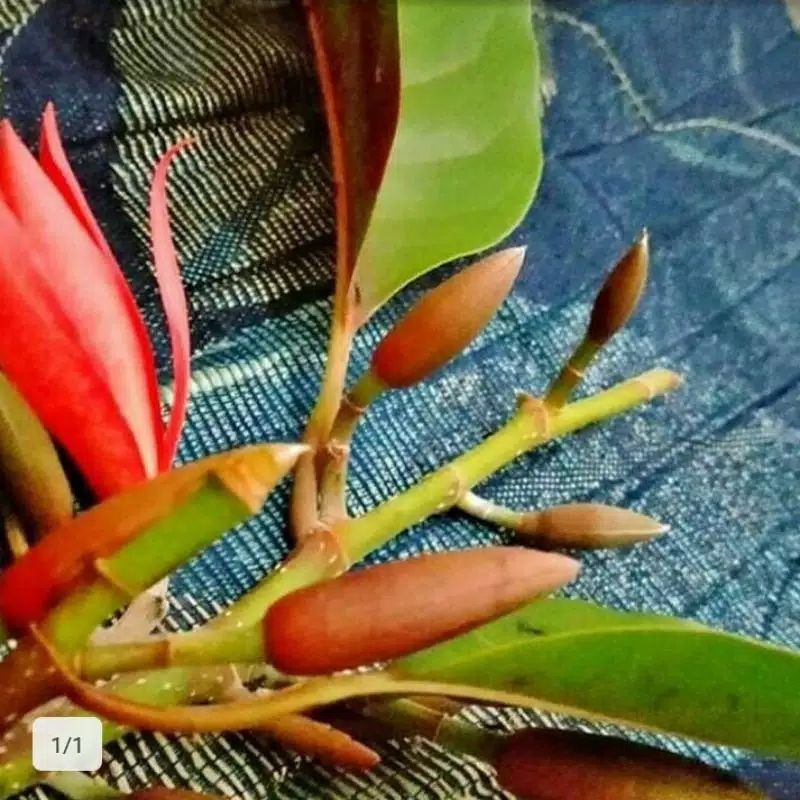 Jual bibit bunga kantil merah | Shopee Indonesia