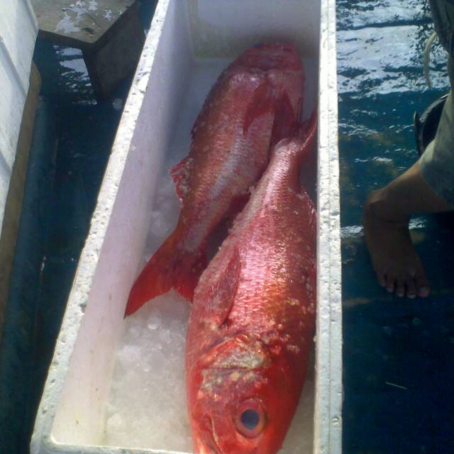 Jual Ikan Kakap / Goropa Frozen / Tuna | Shopee Indonesia