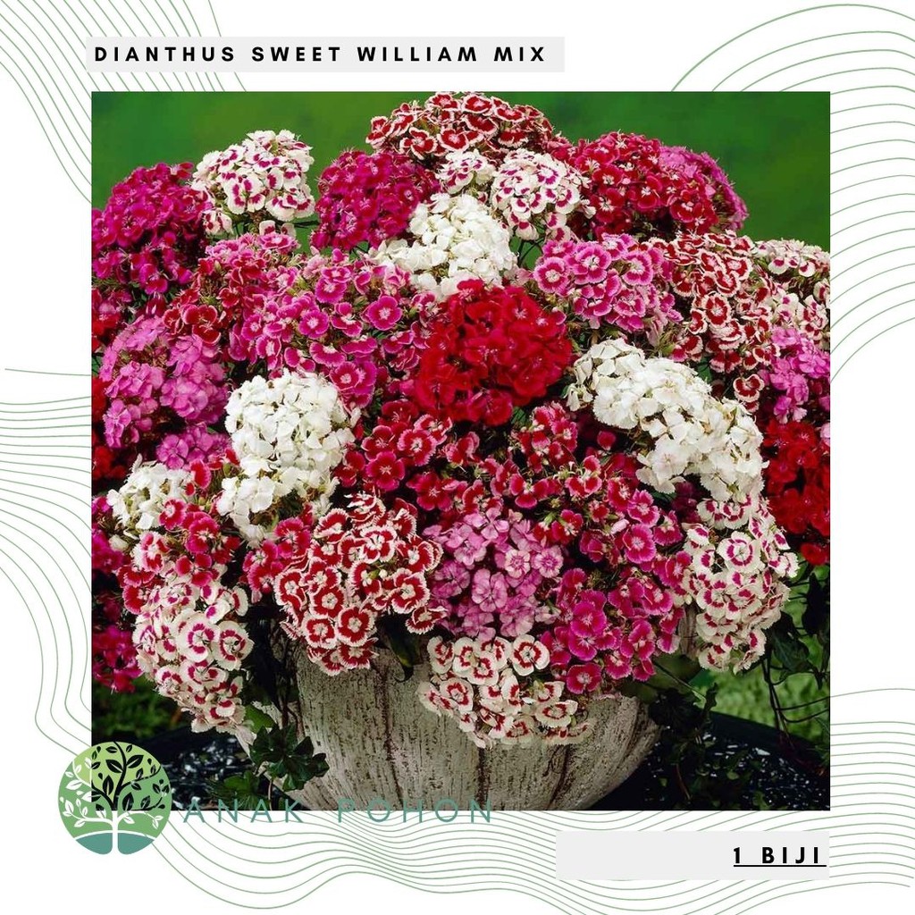 Jual Benih Bibit Biji - Bunga Sweet William Monarch Mixed Color ...