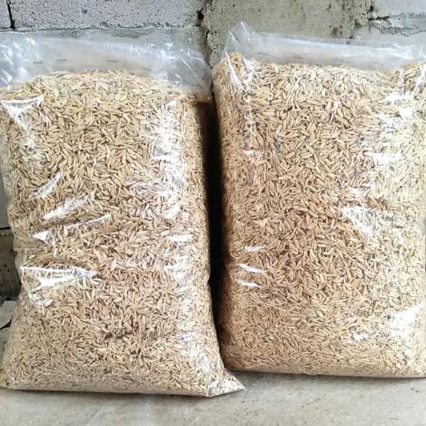 Jual Repack Sekam Padi Mentah Kulit Padi Gabah Media Tanam 200 gr | Shopee Indonesia