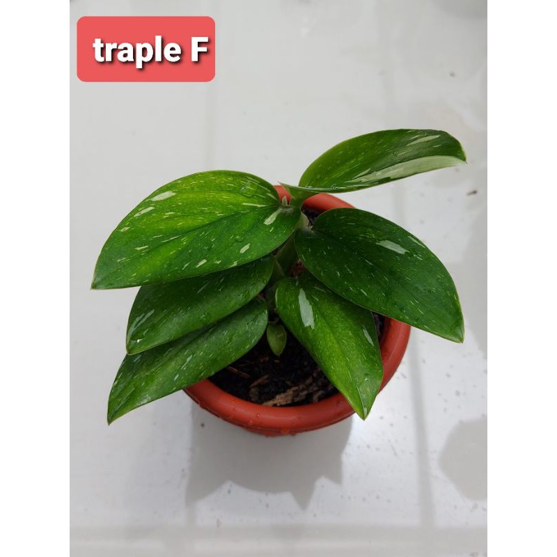 Jual Tanaman Hias Philodendron Standleyana Marble | Philo Variegata ...