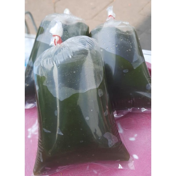Jual Cincau hijau segar 1 kantong | Shopee Indonesia