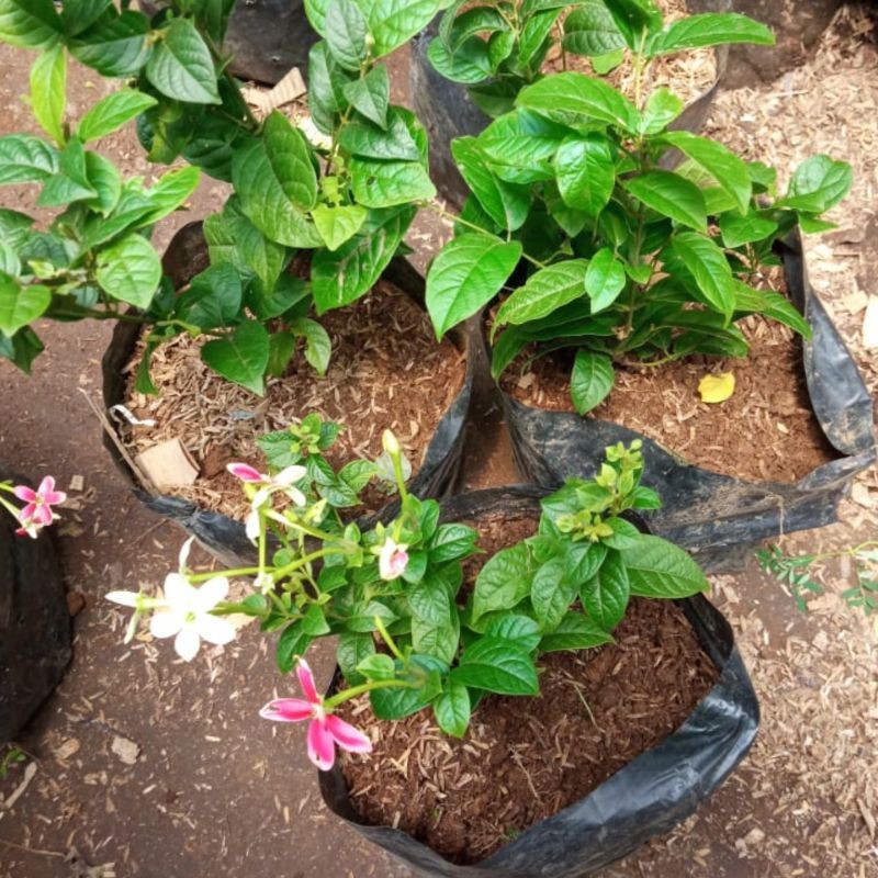 Jual tanaman hias bunga melati belanda merambat | Shopee Indonesia
