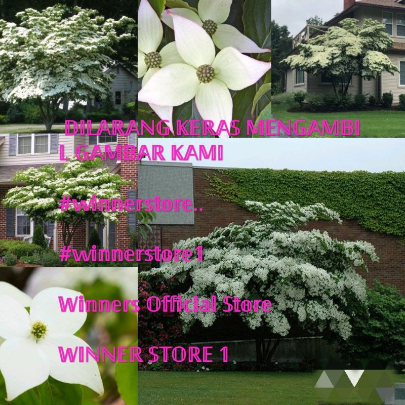 Jual Bibit Benih Bunga Kousa Dogwood (1 Butir) | Shopee Indonesia