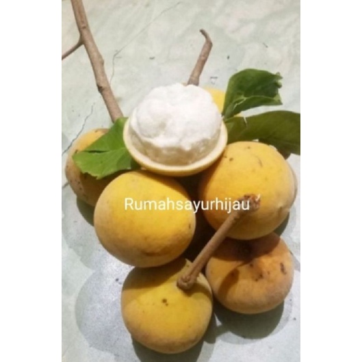 Jual Buah Kecapi / Buah Ketapi Per Pcs isi 10 biji | Shopee Indonesia
