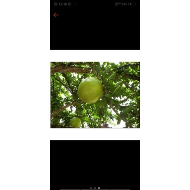 Jual buah majapahit buah bernuk | Shopee Indonesia