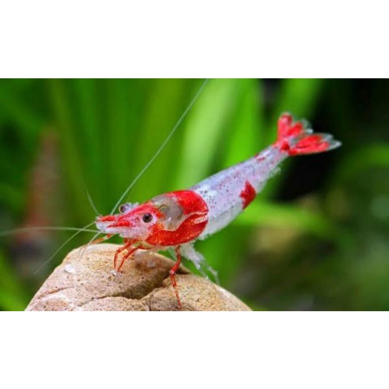 Jual Red Cherry / Yellow Fire / Bloody Mary / Blue Diamond / Red Rili ...