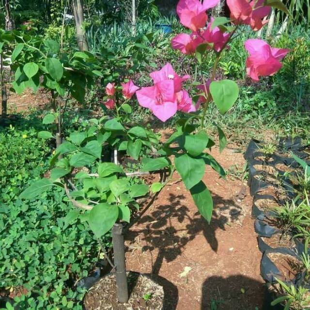 Jual Tanaman bugenvil bougenville bugenvile bugenpil bunga orange putih ...