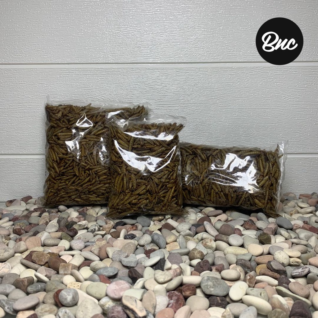 Jual Maggot Kering Magot Dry Maggot Pakan Ikan Terbaik Tidak Berminyak ...