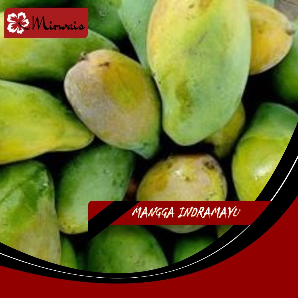 Jual Tanaman Mangga Irwin (80-1m) - (Mirwais) | Shopee Indonesia