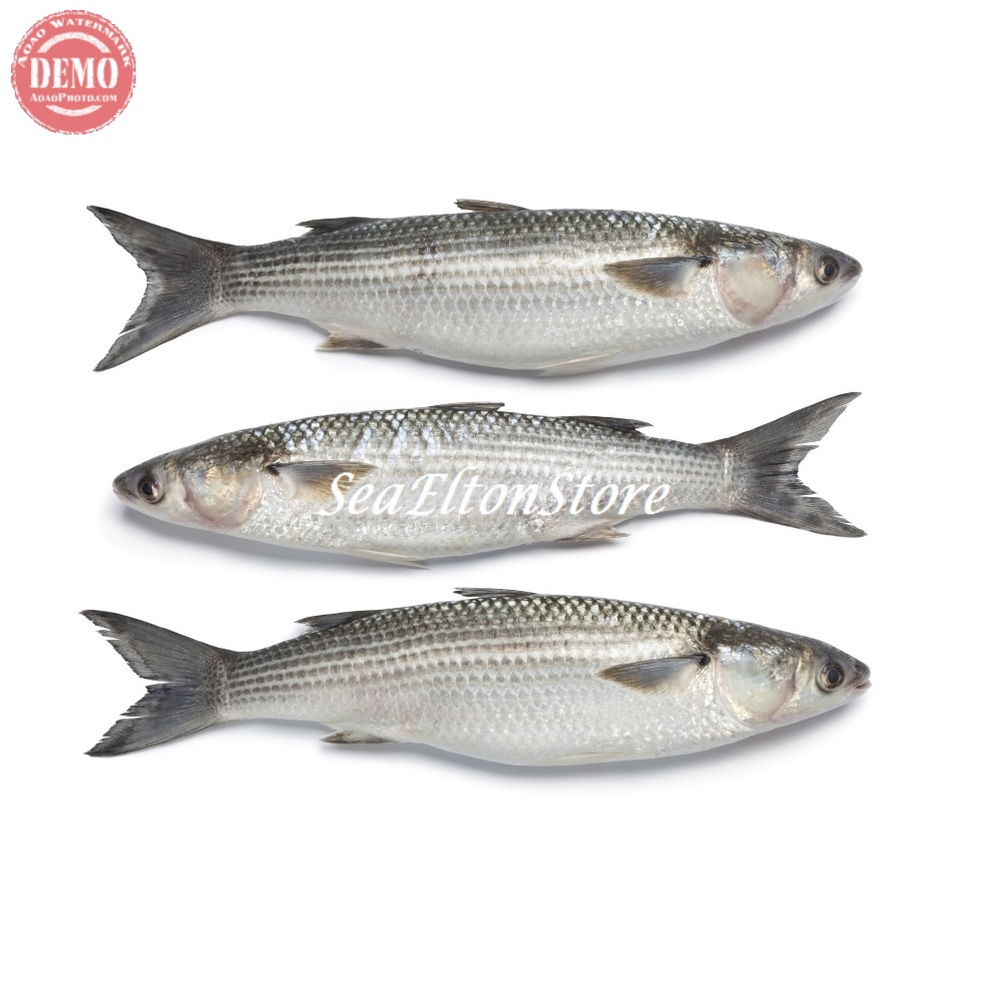 Jual Ikan Blanak Segar 1Kg // Ikan Segar Fresh Kualitas Garansi Segaro ...