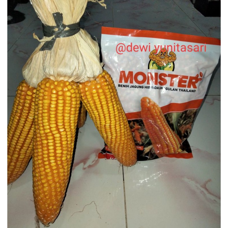 Jual Benih Jagung Hibrida MONSTER KS-89 1kg | Shopee Indonesia