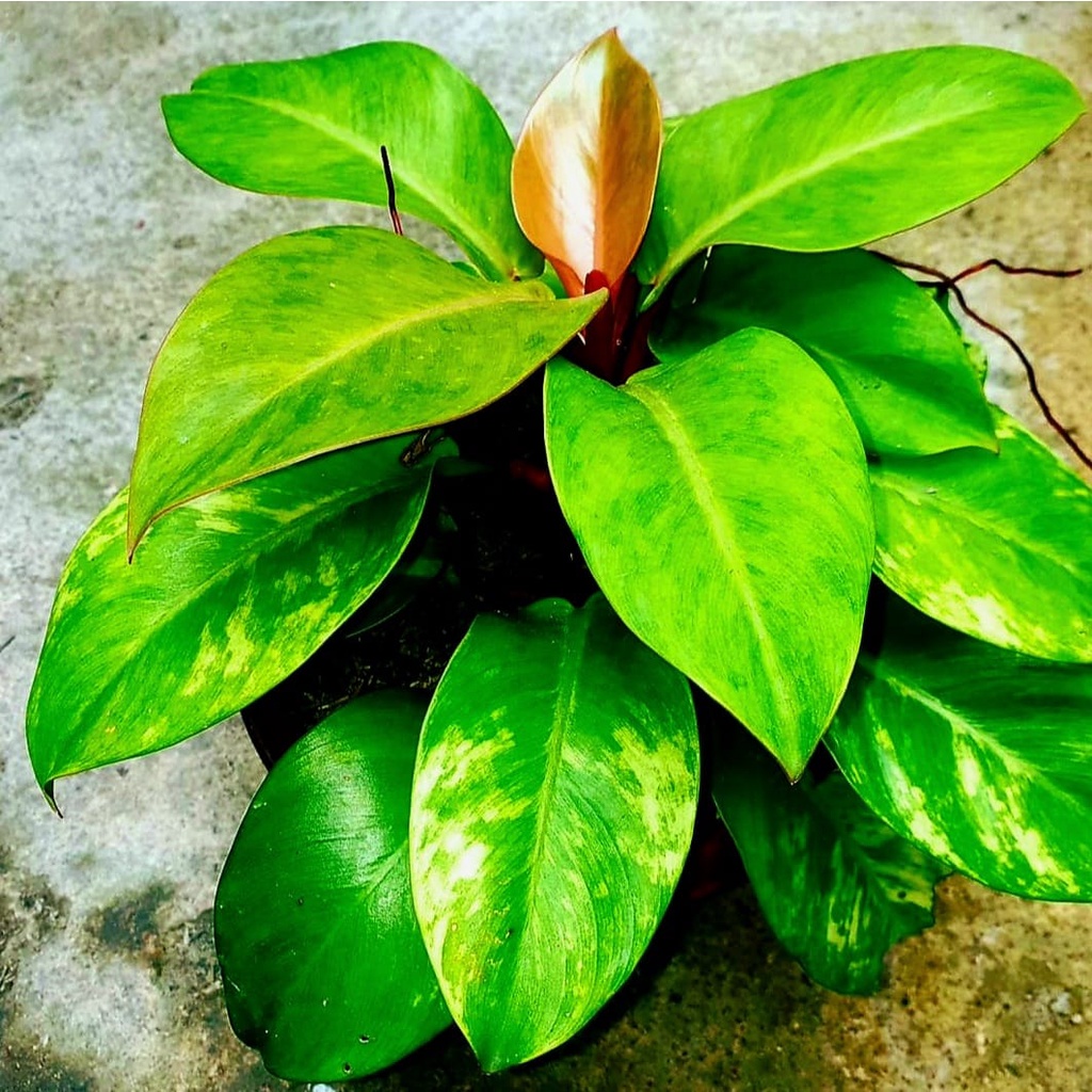 Jual Bunga philo congo/ tanaman hias philo congo/ tanaman hias hidup ... Jual Bunga philo congo/ tanaman hias philo congo/ tanaman hias hidup ...