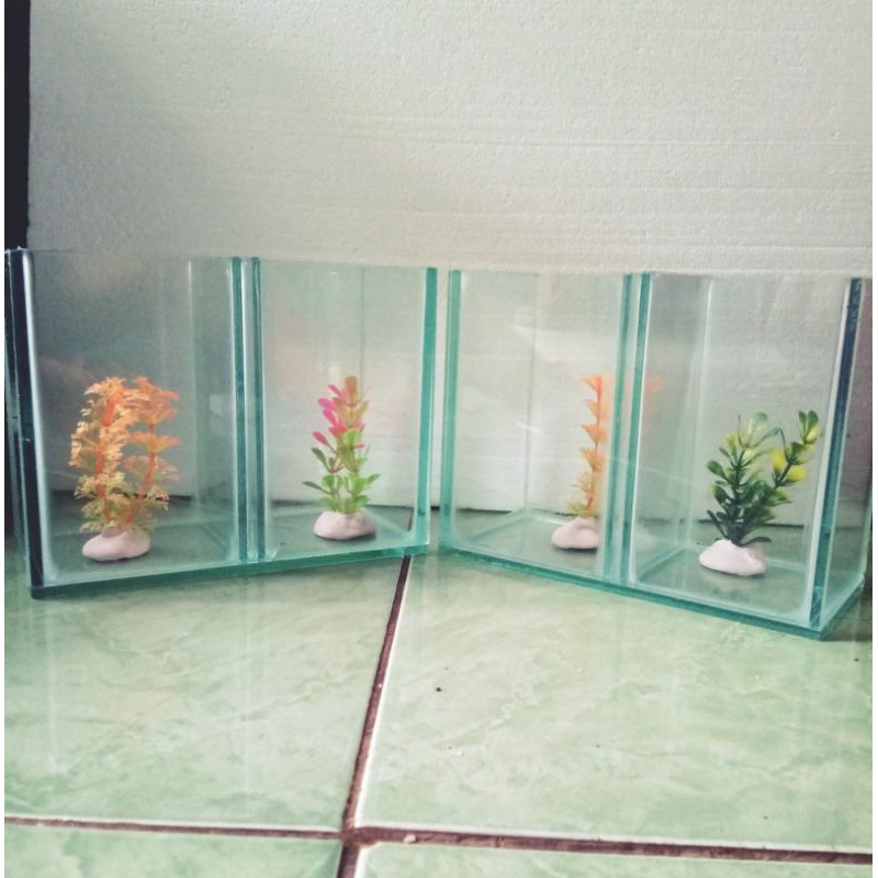 Jual soliter kaca sekat 2 hias soliter kaca soliter cupang | Shopee ...