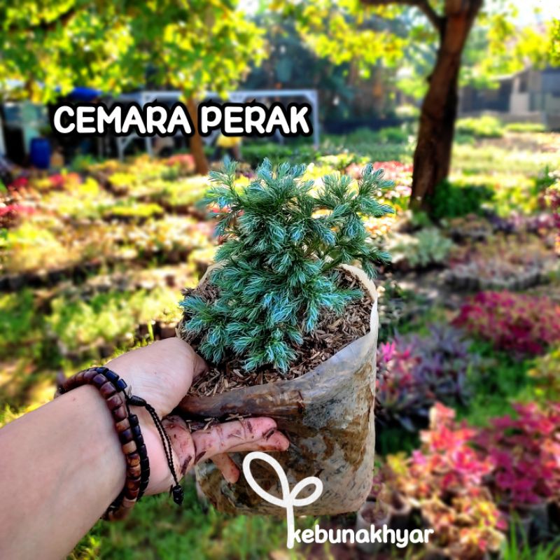 Jual Cemara Perak Tanaman Hias Cemara Silver Bibit Tanaman Hias Silver ...