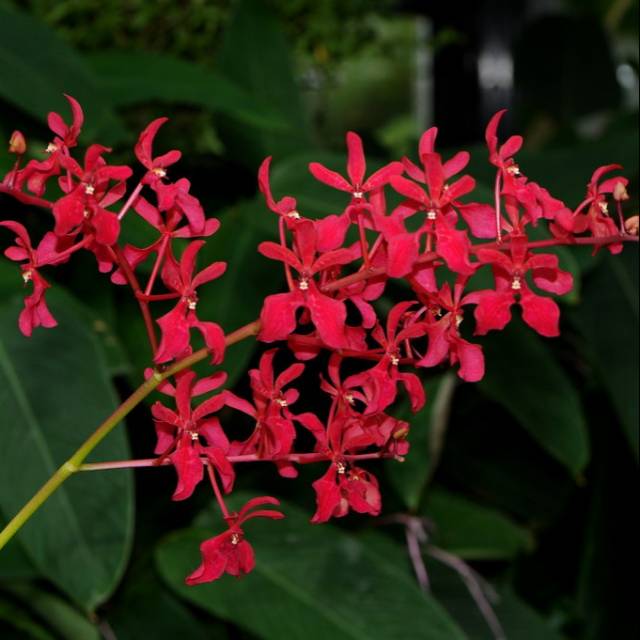 Jual Tanaman Hias Bunga Anggrek Renanthera Philippinensis Remaja ...