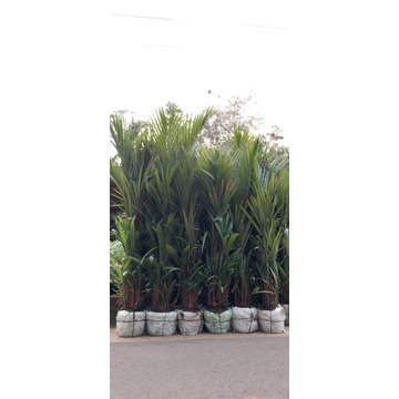 Jual palem merah pinang merah hias | Shopee Indonesia