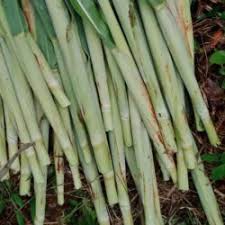 Jual Terubuk/ turubuk/ terubus / tebu endog tebu/500 | Shopee Indonesia