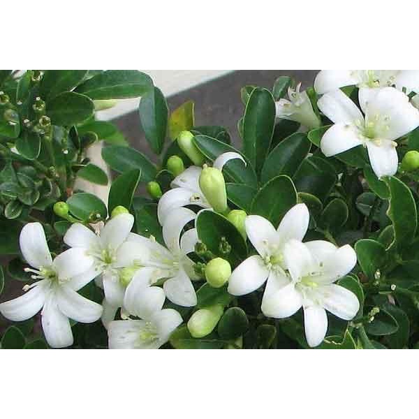 Jual Kemuning jepang putih (Rhodomyrtus tomentosa. ) Tanaman Kemuning ...