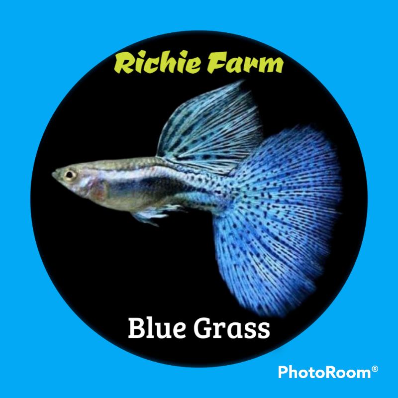 Jual Ikan guppy blue grass ( grade B ) | Shopee Indonesia