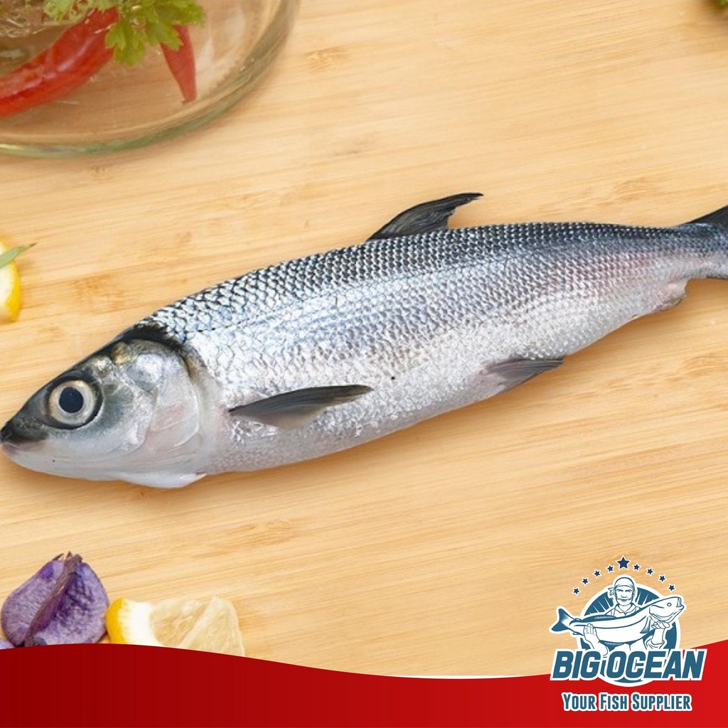 Jual Bandeng Utuh Ekoran @1kg | Shopee Indonesia