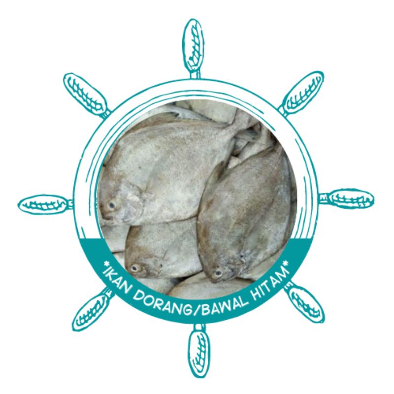 Jual Ikan Dorang segar | ikan dorang fresh | ikan dorang surabaya ...