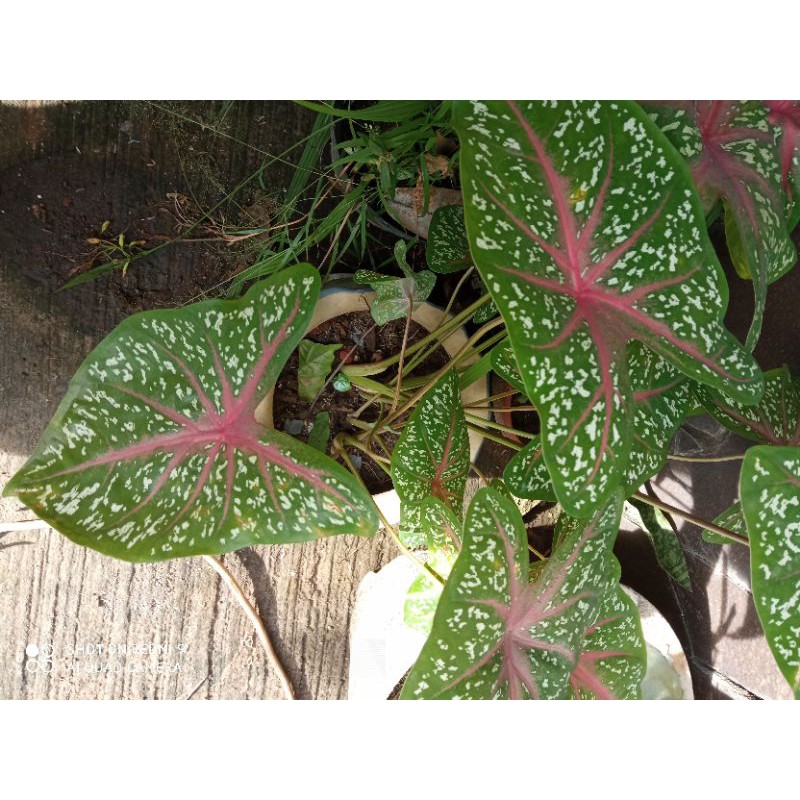 Jual Caladium red star | Shopee Indonesia