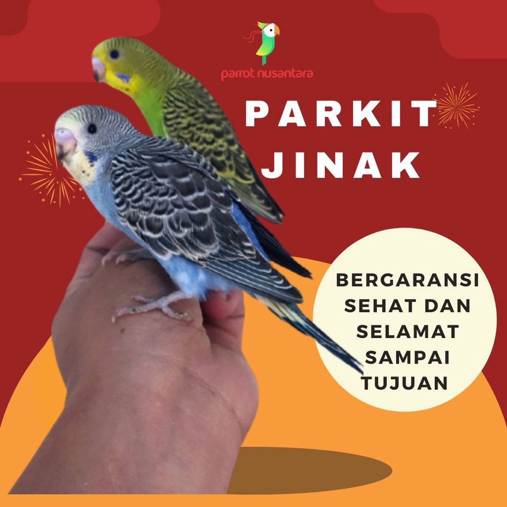 Jual burung parrot parkit jinak warna warni | Shopee Indonesia