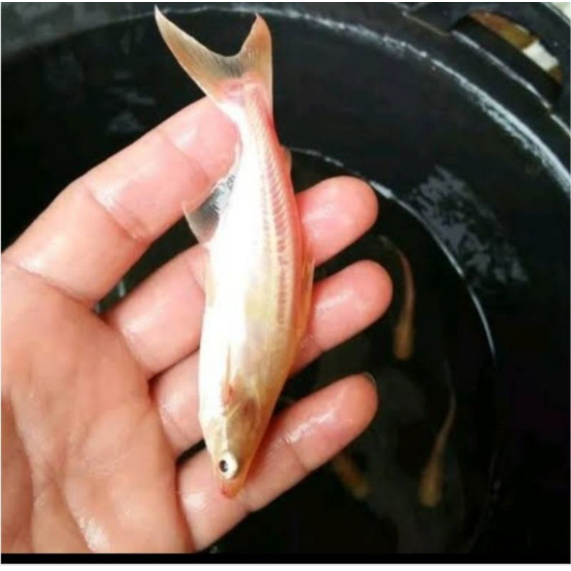 Jual Bibit Patin Albino 8-10 cm | Shopee Indonesia