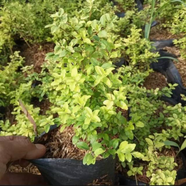Jual Tanaman hias legistrum / tanaman pangkas kuning / tanaman hias ...