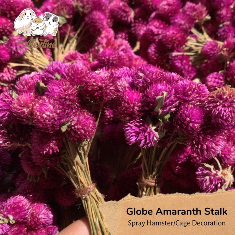 Jual Globe Amaranth Stalk - Spray Hamster, Cage Decoration | Shopee ...