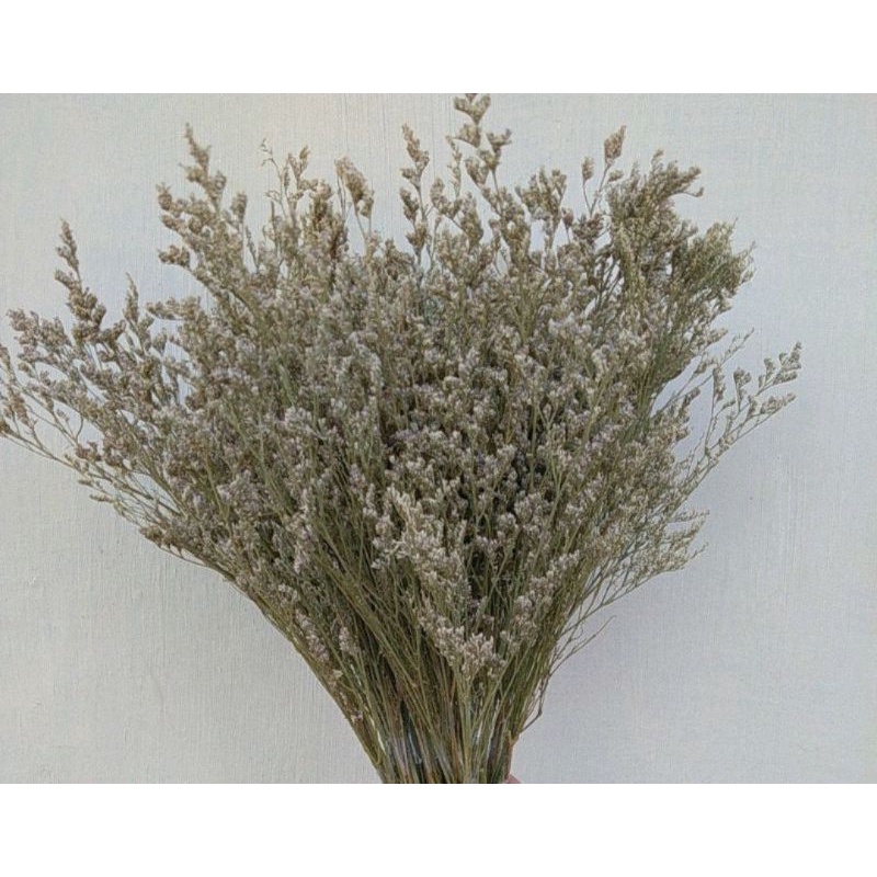 Jual BUNGA CASPEA CASPIA KERING KERING IMPORT BUNGA RUSTIC RUSTIK ...