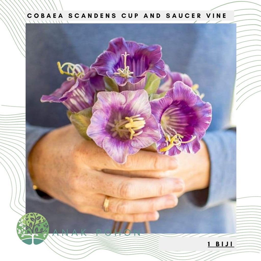 Jual Benih Bibit Biji - Cobaea Scandens Cav. Cup and Saucer Vine Bunga ...