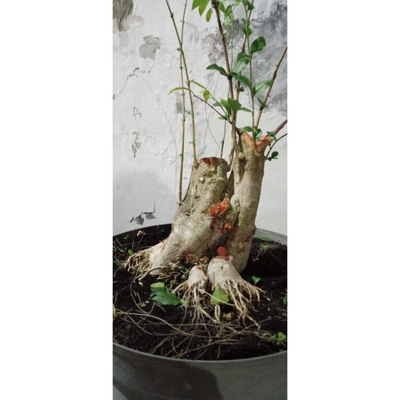 Jual POHON BONSAI Bahan Anting Putri Besar DOUBLE TRUNK BERKARAKTER ...