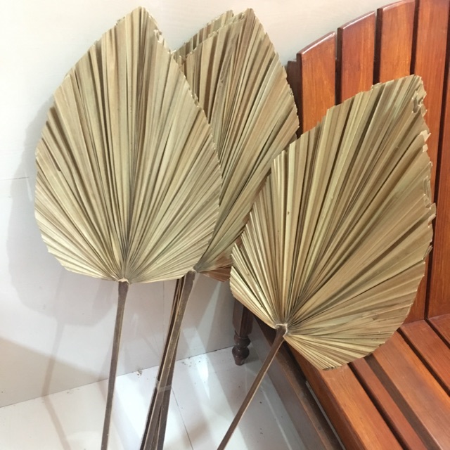 Jual Daum Palm Kipas | Shopee Indonesia