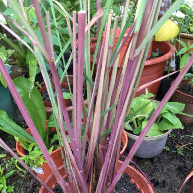 Jual Readyy Serai wangi serai merah segar 500gram siap ambil ke kebun ...
