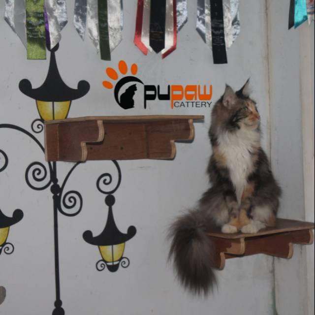 Jual Kucing mainecoon betina ped cfa | Shopee Indonesia